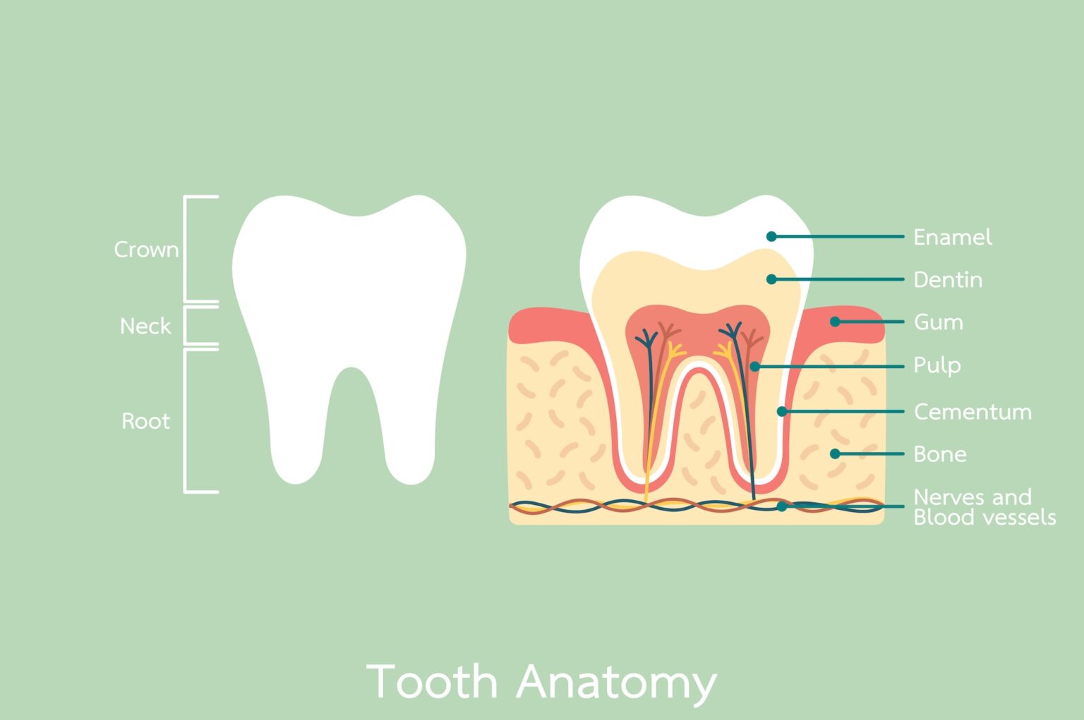 Dental Anatomy - Taylor Made Dental